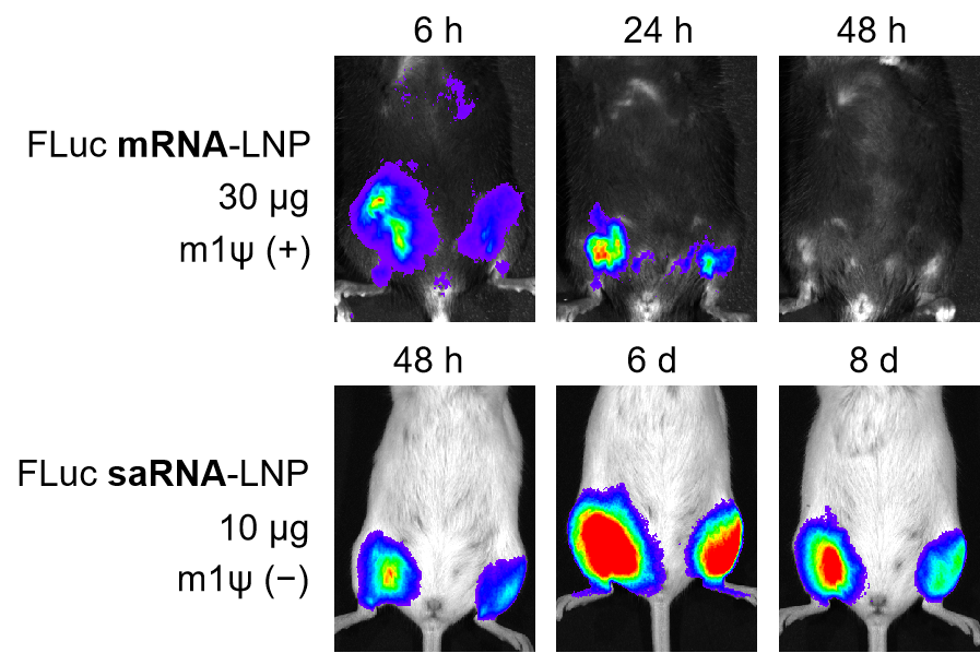 IVT saRNA |ベクタービルダー